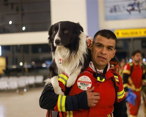 Pilots N Paws: Examining the Costs, Responsibilities, and Realities ...