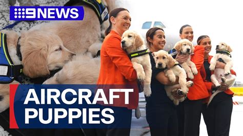 Pilots N Paws: Examining the Costs, Responsibilities, and Realities ...