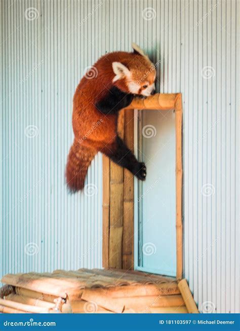 Red Panda Wake-Up Calls in China's Hotel Suspended: A Deep Dive into ...